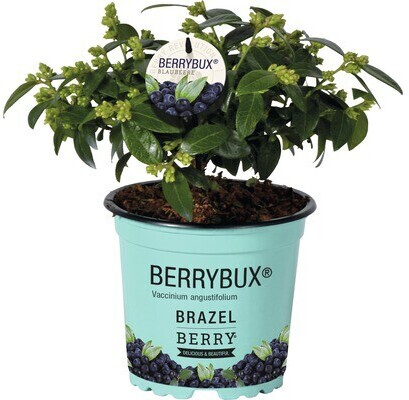 Heidelbeere Vaccinium BrazelBerry Berry Bux 10-12cm ab 23,94 ...