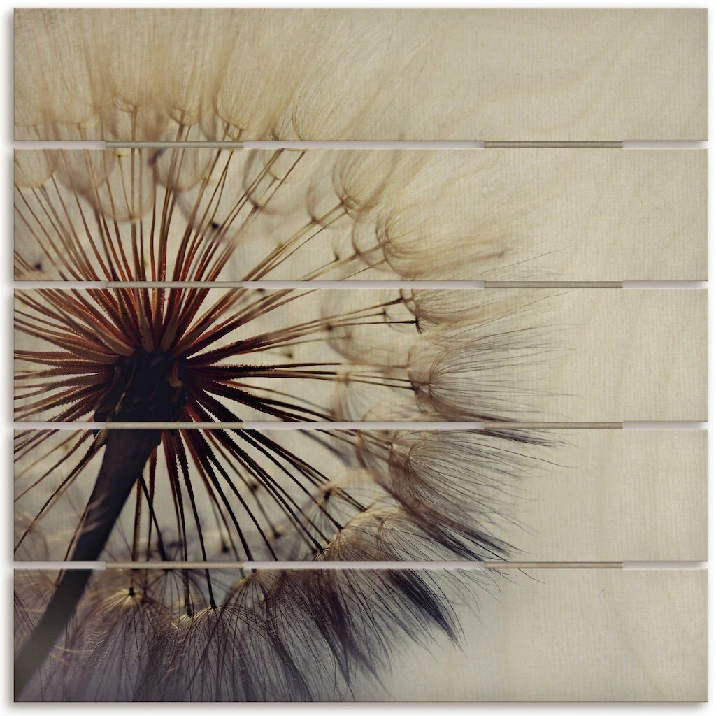Art-Land Große Pusteblume 50x50 cm (48144857-0) ab 70,39 ...