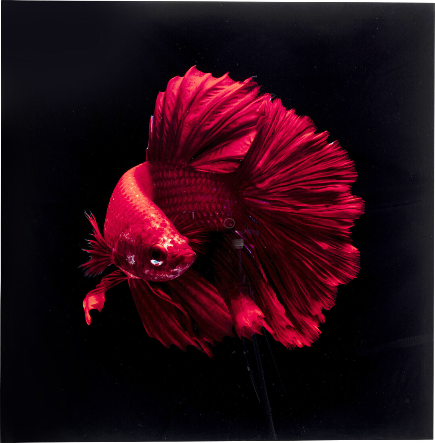 KARE Fire Fish 100x100cm ab 129,00 € | Preisvergleich bei idealo.de