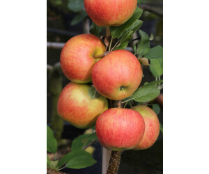 Baumarkt-Direkt Apfel Elster 80 - 100 cm (1 Pflanze) ab 24,99 ...