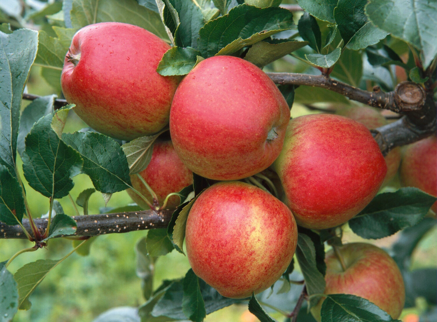 Baumarkt-Direkt Apfel Gala 80 - 100 cm (1 Pflanze) ab 27,99 ...