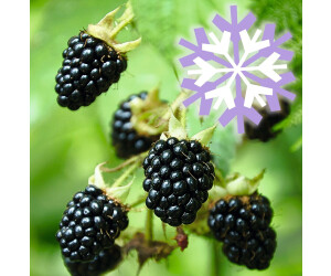 Baumarkt-Direkt Brombeere Polar Fruits Black Berry 50 - 60 cm (2 ...