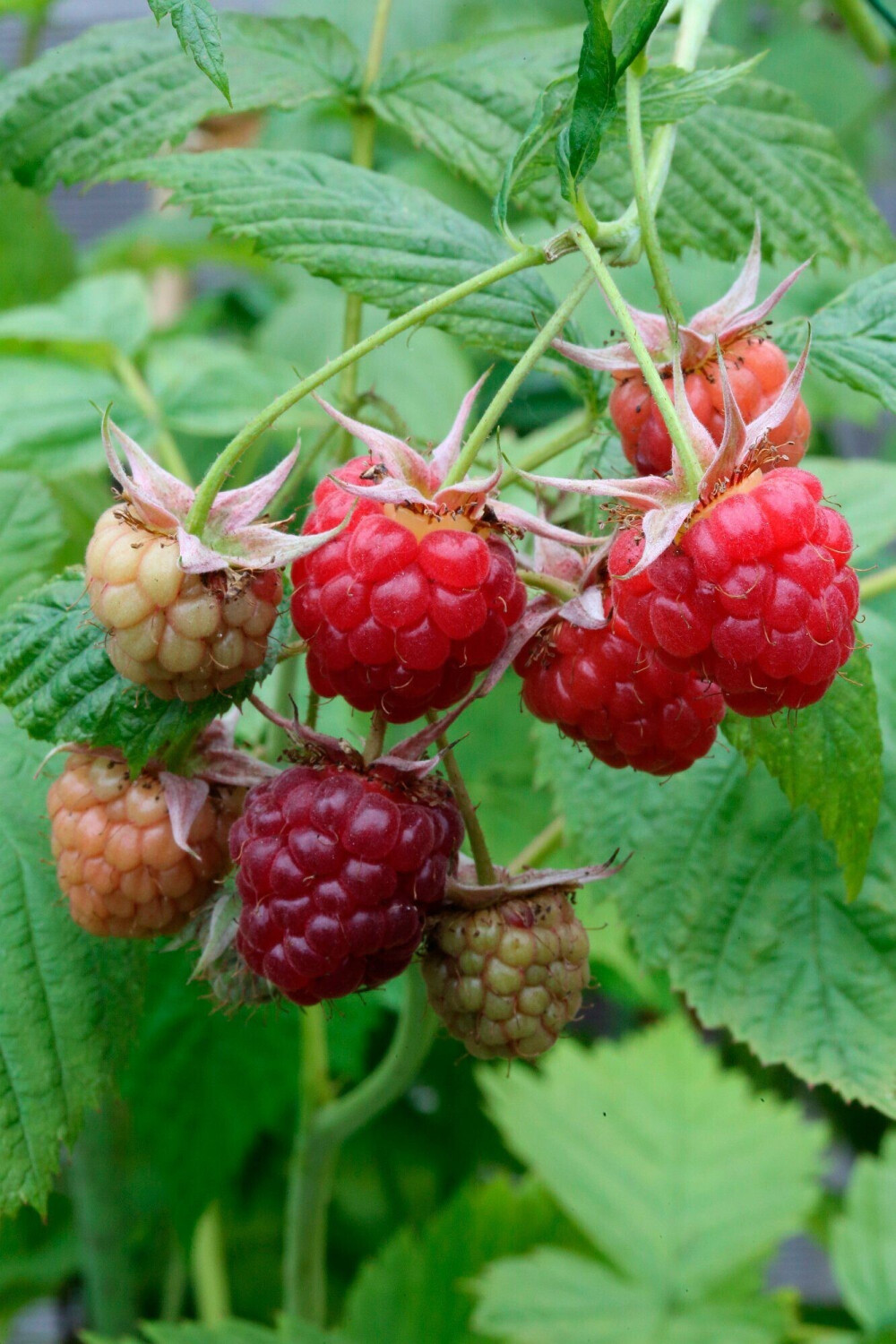 Baumarkt-Direkt Himbeere Malling Promise 50 cm (2 Pflanzen) ab 23,79 € | Preisvergleich bei ...