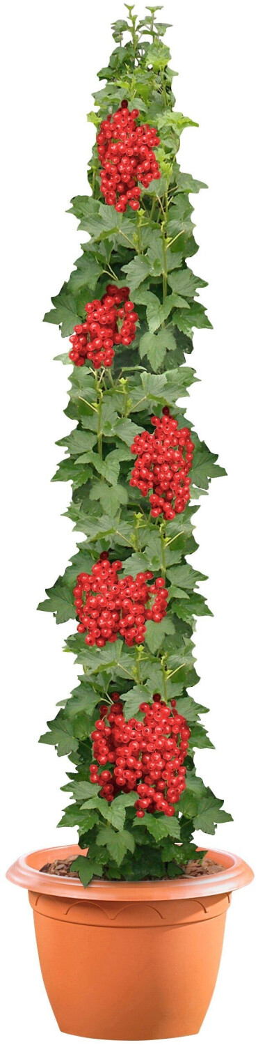 Baumarkt-Direkt Johannisbeere Jonkheer van Tets rot 40 cm (1 Pflanzen ...