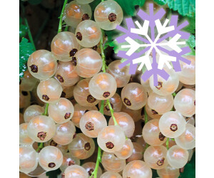 Baumarkt-Direkt Johannisbeere Polar Fruits White Currant Berry 50 - 60 ...