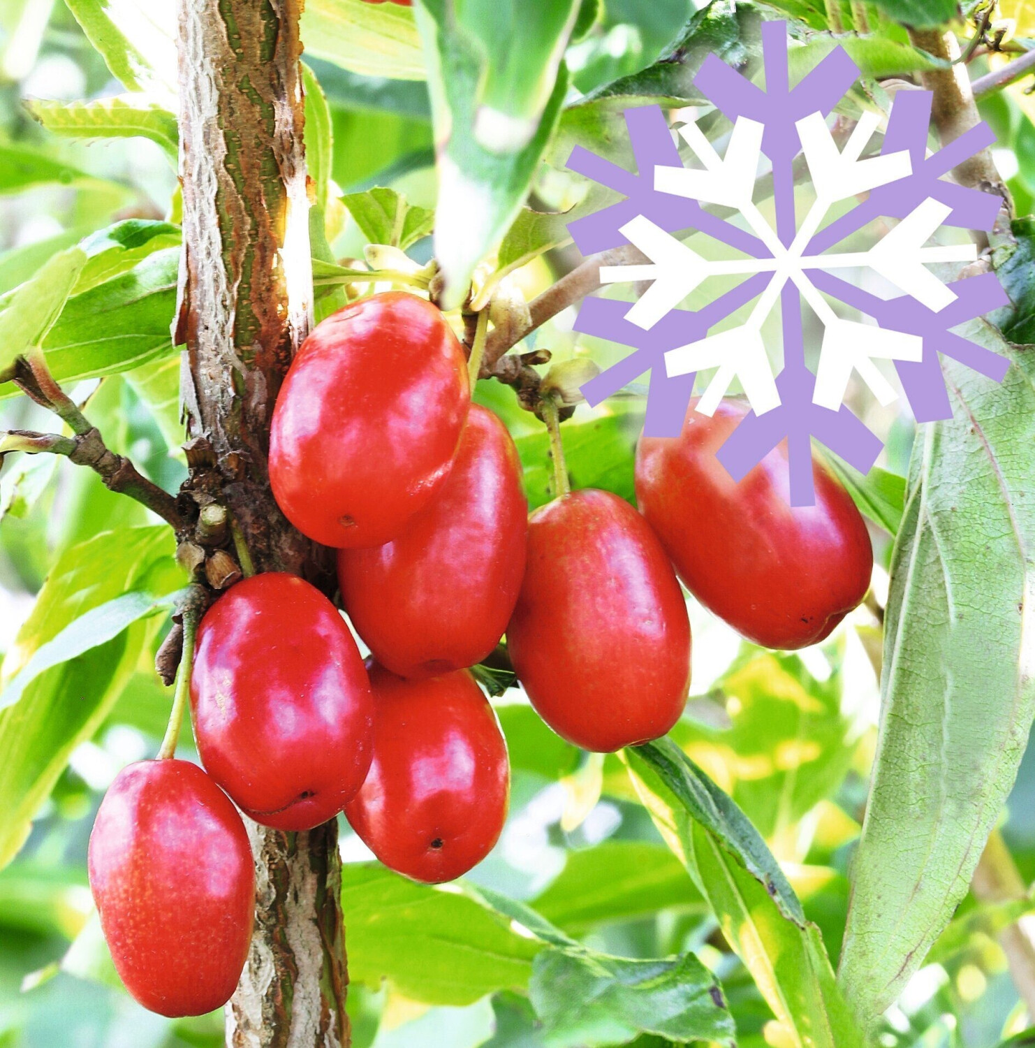 Baumarkt-Direkt Kornelkirsche Polar Fruits Cornel Berry 60 cm (2 ...