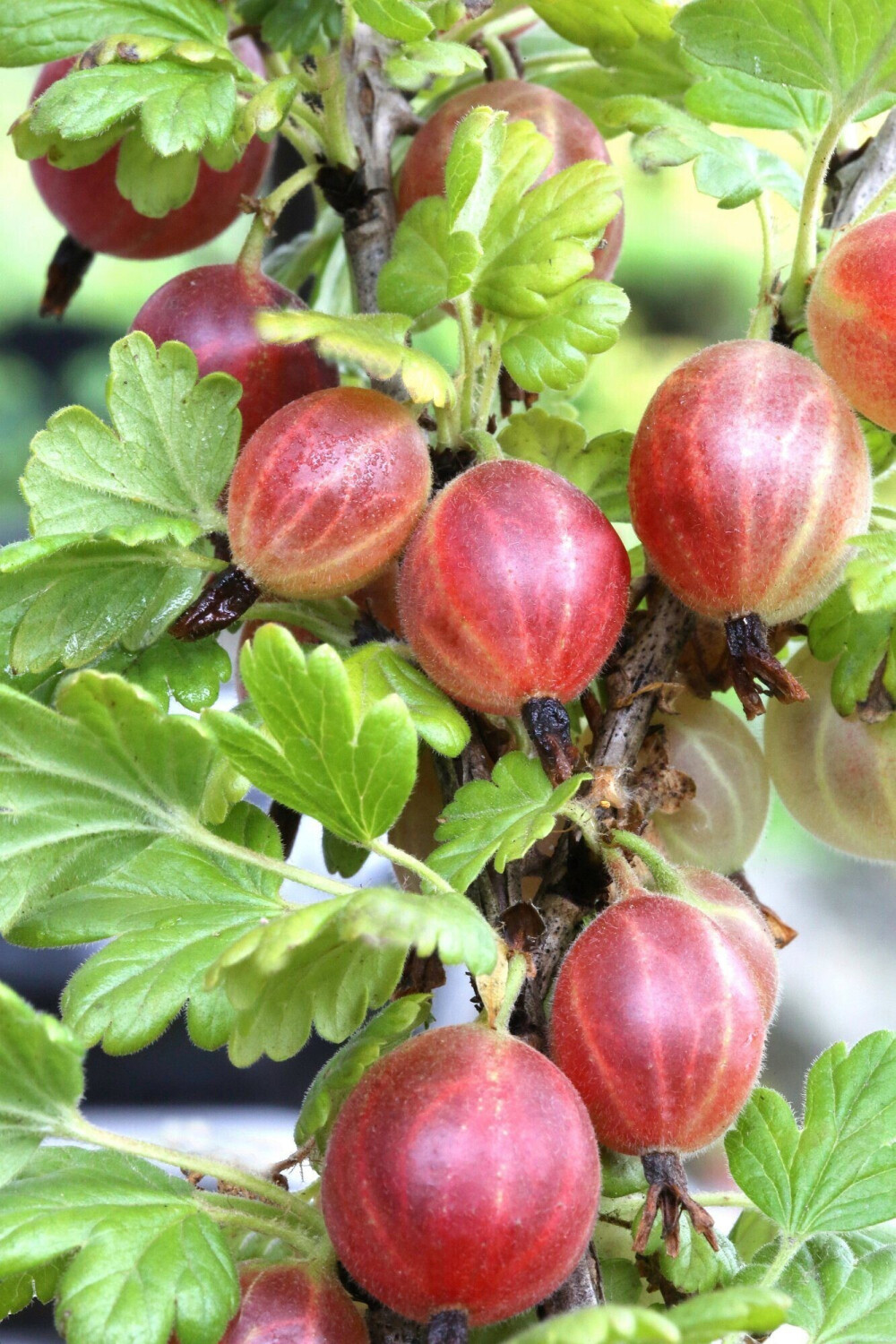 Baumarkt-Direkt Stachelbeere Relina 50 - 60 cm (3 Pflanzen) ab 61,99 ...