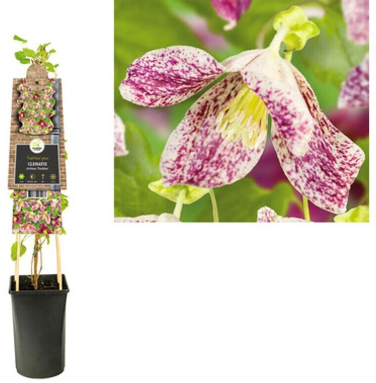 FloraSelf Freckles 50-70 cm Co 2,3 L ab 13,95 € | Preisvergleich bei ...