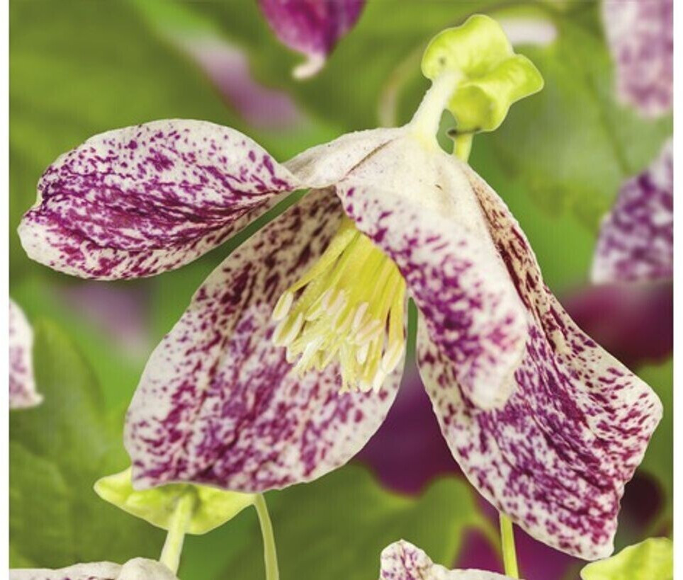 FloraSelf Freckles 50-70 cm Co 2,3 L ab 13,95 € | Preisvergleich bei ...