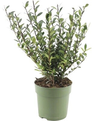 FloraSelf Bergilex Ilex crenata Jenny 102-100 cm ab 3,99 ...