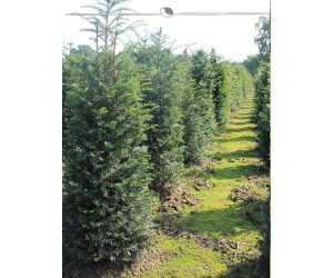 Gardline Gemeine Eibe Taxus baccata 180-200 cm Wurzelballen (4 Pflanzen) ab 463,15 ...