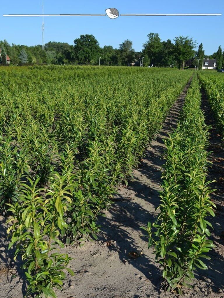 Gardline Kirschlorbeer Prunus Genolia 160-180 cm Wurzelballen (50 ...