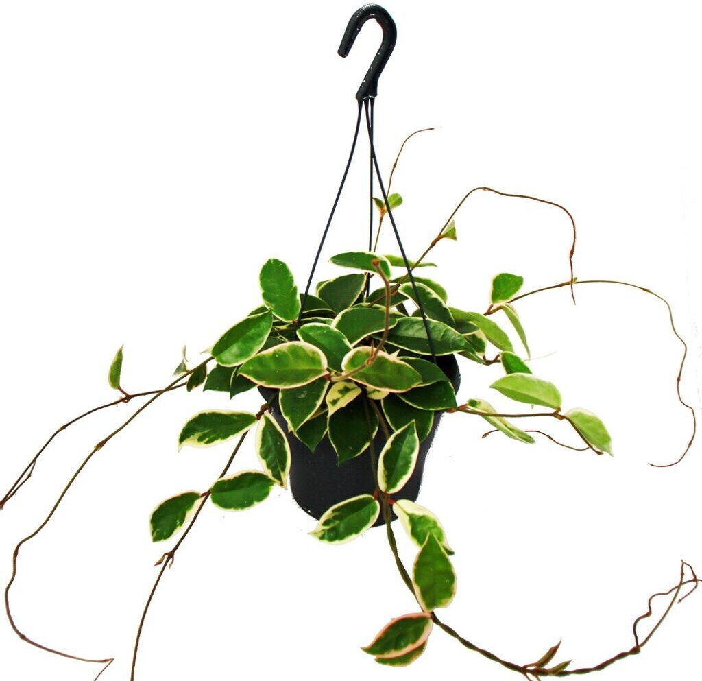 Exotenherz Hoya carnosa Krimson Queen XXL Porzellanblume 19cm Ampel ...