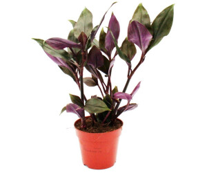 Exotenherz Dreimasterblume Tradescantia spathacea Roxxo Rotblatt 12cm ...