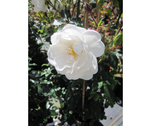 Baumschule Pflanzenvielfalt Kletterrose Hella ADR Rose 2010 50 cm ab 45 ...