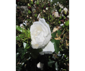 Baumschule Pflanzenvielfalt Kletterrose Hella ADR Rose 2010 50 cm ab 45 ...