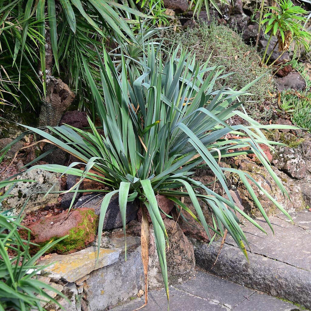 Palmlilie Aus Garten Entfernen