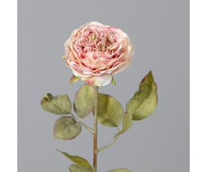 Rose 50 cm (4379531) ab 5,90 € | Preisvergleich bei idealo.de