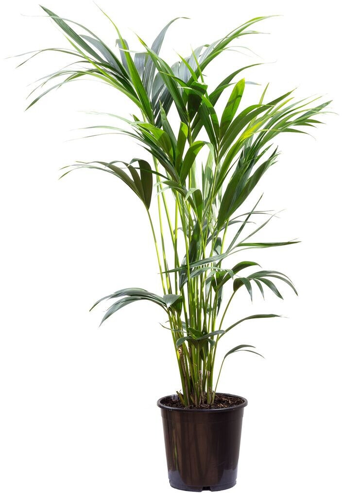flowerbox Kentiapalme 6 Triebe Howea Forsteriana 120 cm (100H0370) ab ...