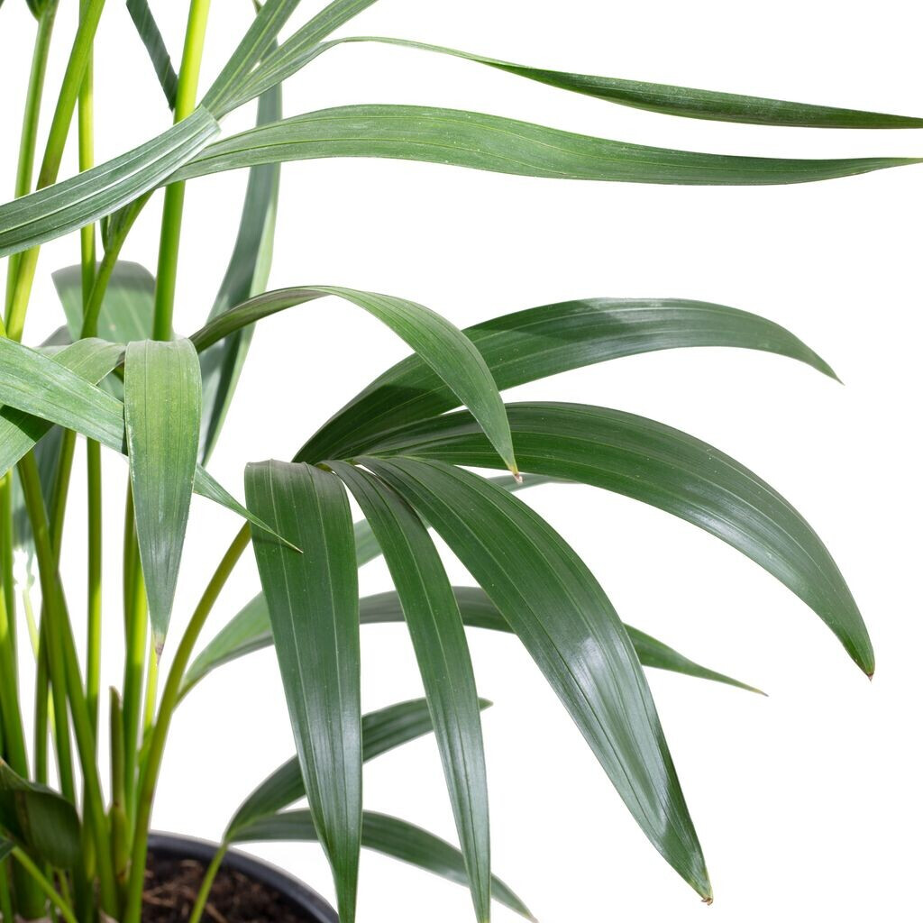 flowerbox Kentiapalme 6 Triebe Howea Forsteriana 120 cm (100H0370) ab ...