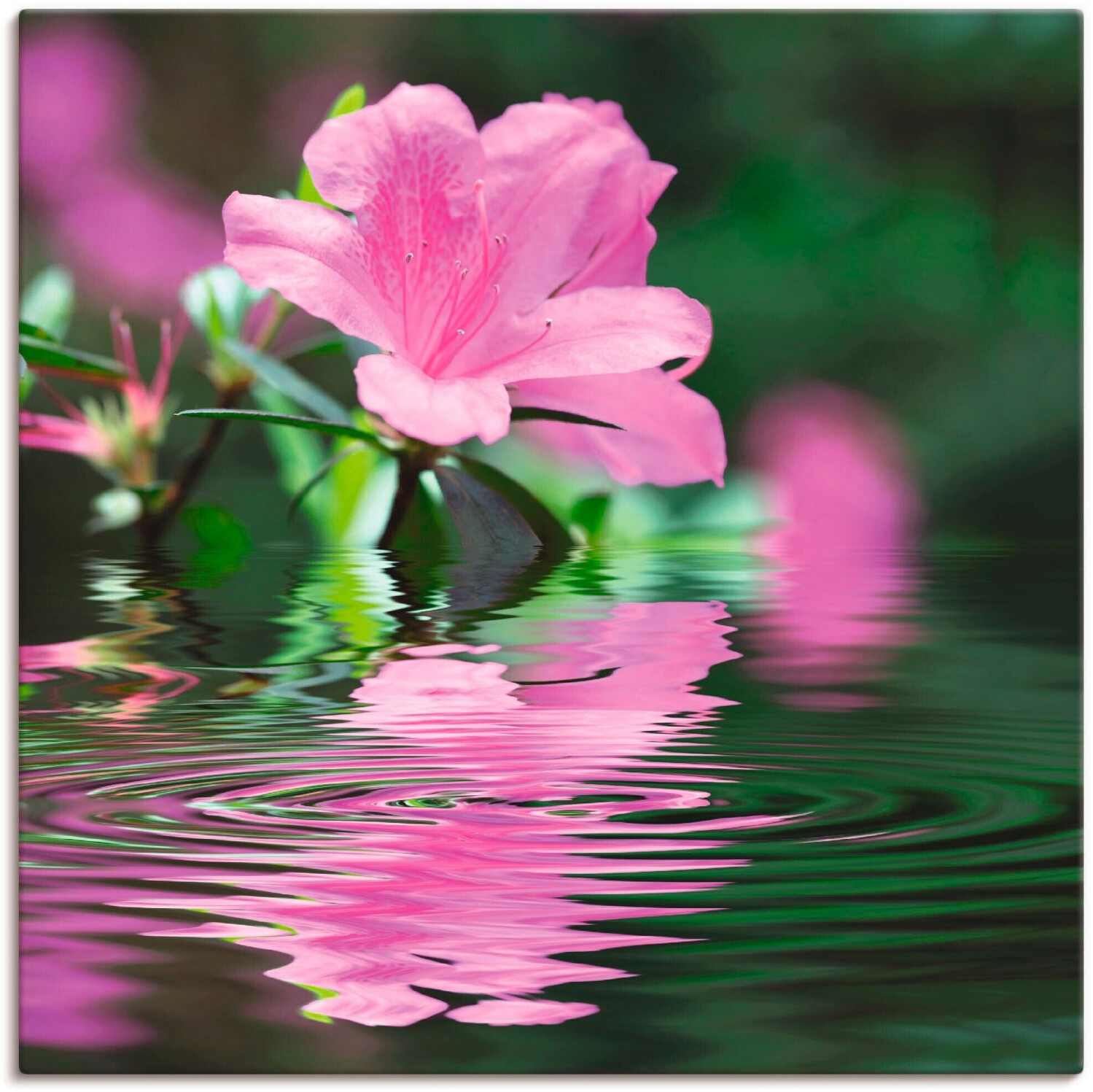 Art-Land Azalee 70x70cm ab 74,99 € | Preisvergleich bei idealo.de