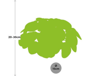 Botanicly Chinesischer Geldbaum - Pilea Peperomioides 30 cm ab 36,95 ...
