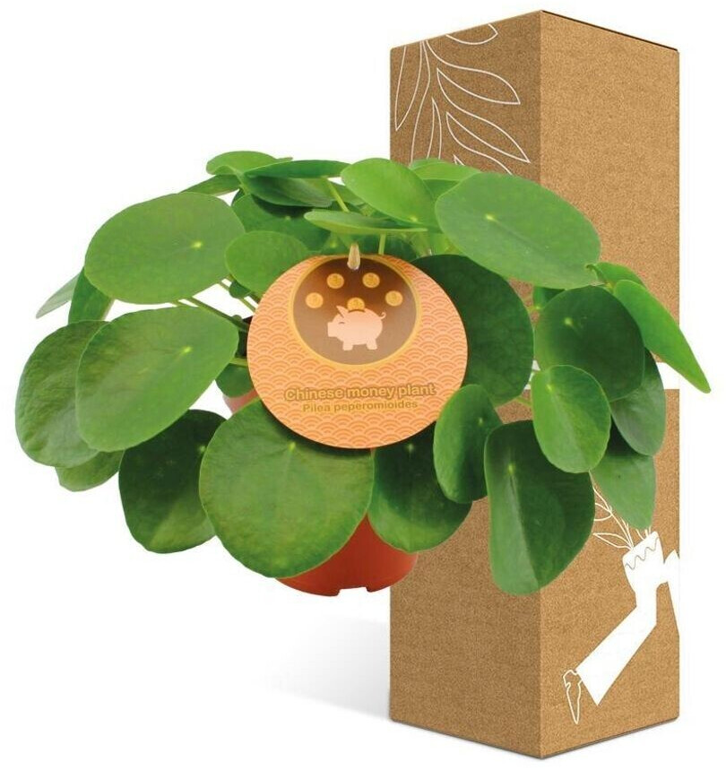 Botanicly Chinesischer Geldbaum - Pilea Peperomioides 30 cm ab 36,95 ...