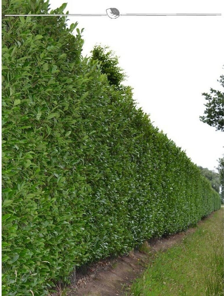 Gardline Prunus Caucasica 100-120 cm, 40 Stk. (GKP_E_056_100120_040) ab ...