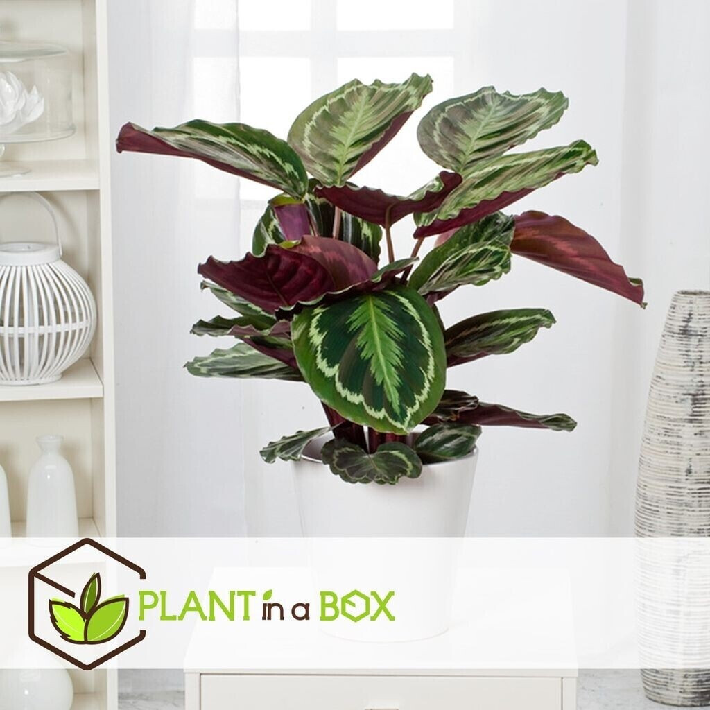 Plant In A Box Calathea Marion - 60-70cm (3520211) ab 27,93 ...