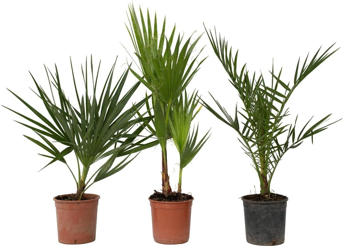 Plant In A Box Chamaerops, Phoenix, Washingtonia - Außenbereich-Palmenmix 3er-Set 50-70cm ...