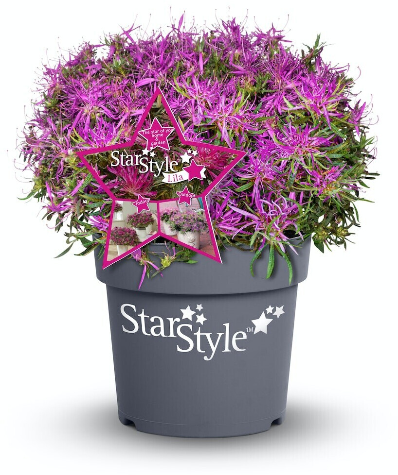 PFS Gartenwelten Japanische Azalee StarStyle lila (107302) ab 37,99 € | Preisvergleich bei idealo.de