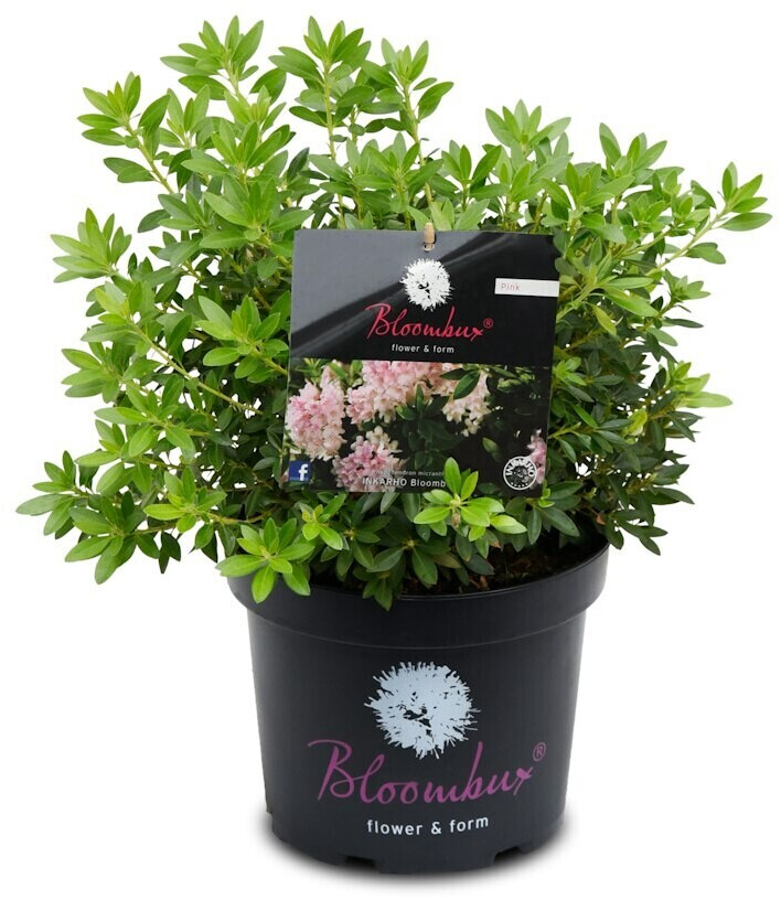 PFS Gartenwelten Zwerg-Rhododendron Bloombux-Kugel pink (101045) ab 61 ...