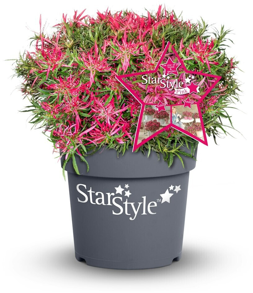 PFS Gartenwelten Japanische Azalee StarStyle pink (107298) ab 37,99 € | Preisvergleich bei idealo.de