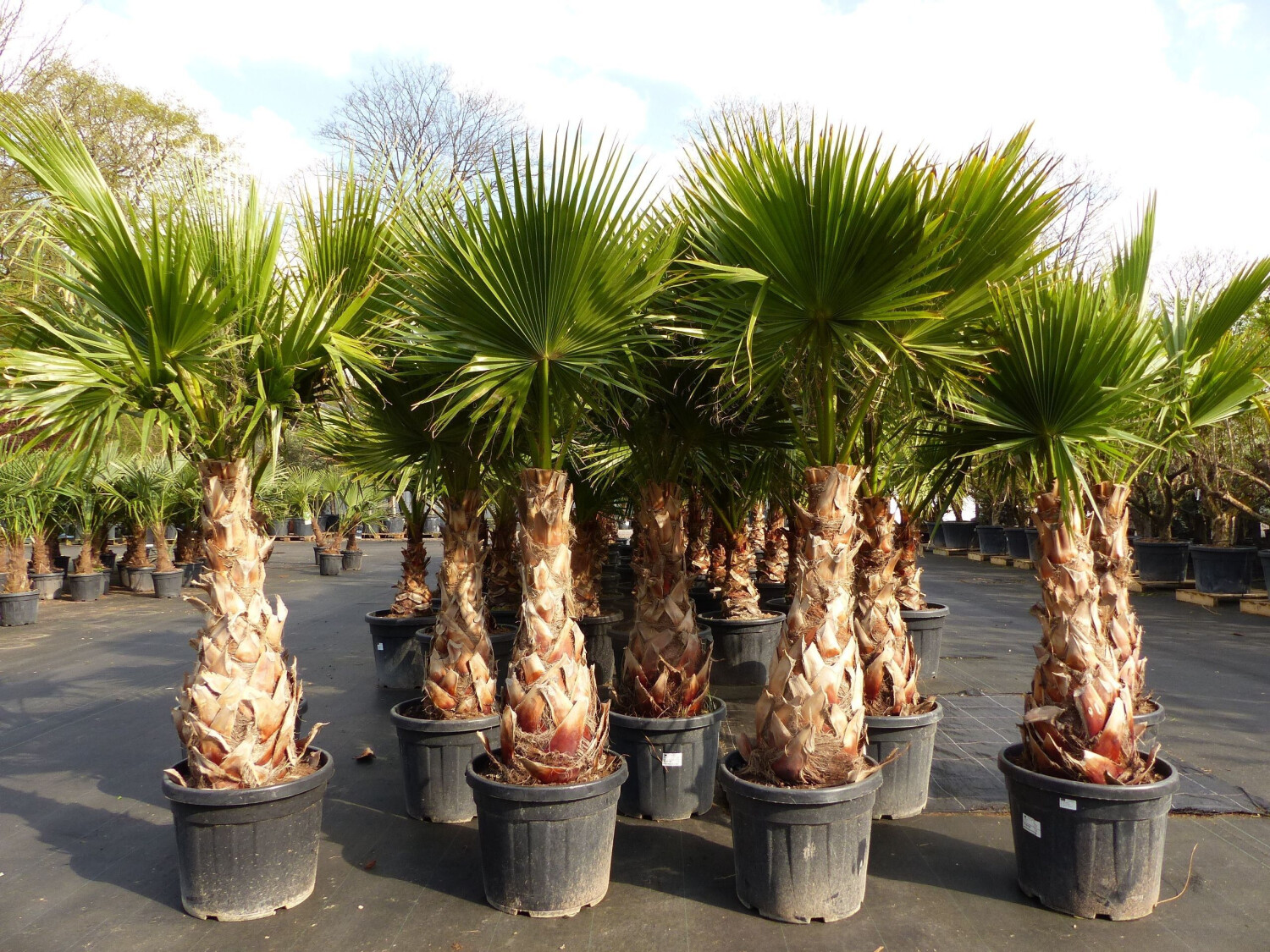gruenwaren jakubik Washingtonia Robusta Petticoat Palme 190 - 200 cm ...