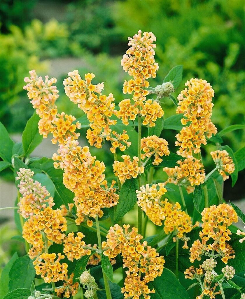 Pflanzen-für-dich Buddleja 'Sungold' C 80-100, Goldflieder ...