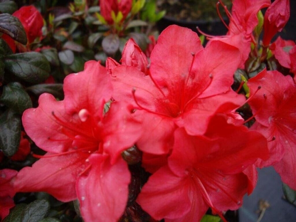 Baumschule Japanische Azalee Rhododendron obtusum Johanna 30-40 cm im 5 Liter Topf ab 33,12 ...