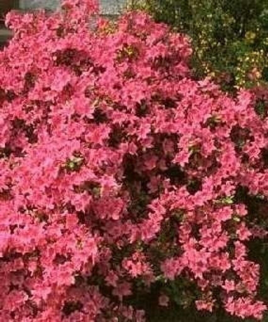 Baumschule Japanische Azalee Rhododendron obtusum Stewartoniana 25-30 cm im 3 Liter Topf ab 21 ...