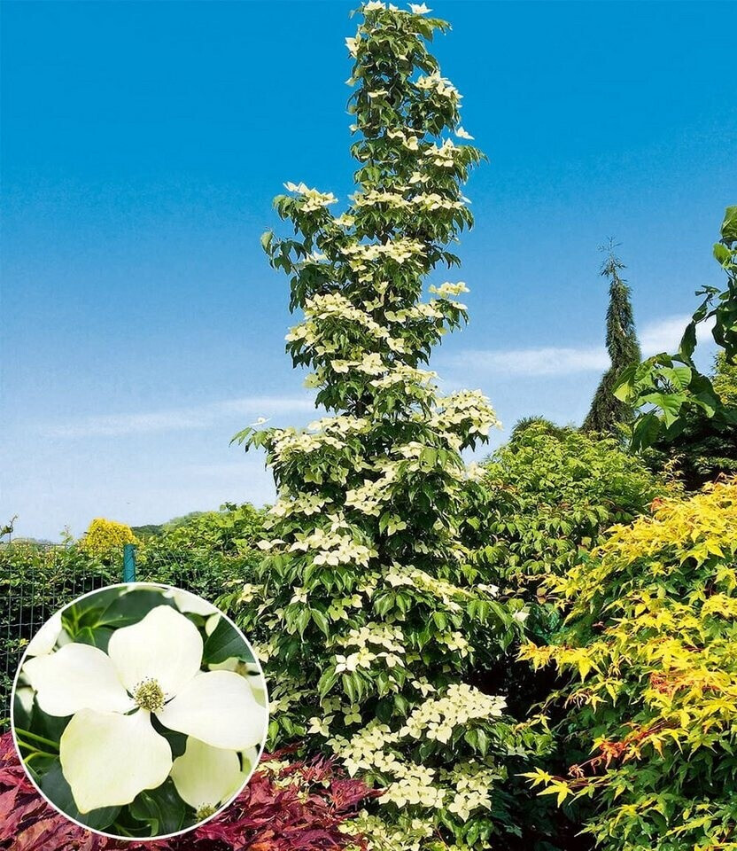 Blumenhartriegel Flower Tower