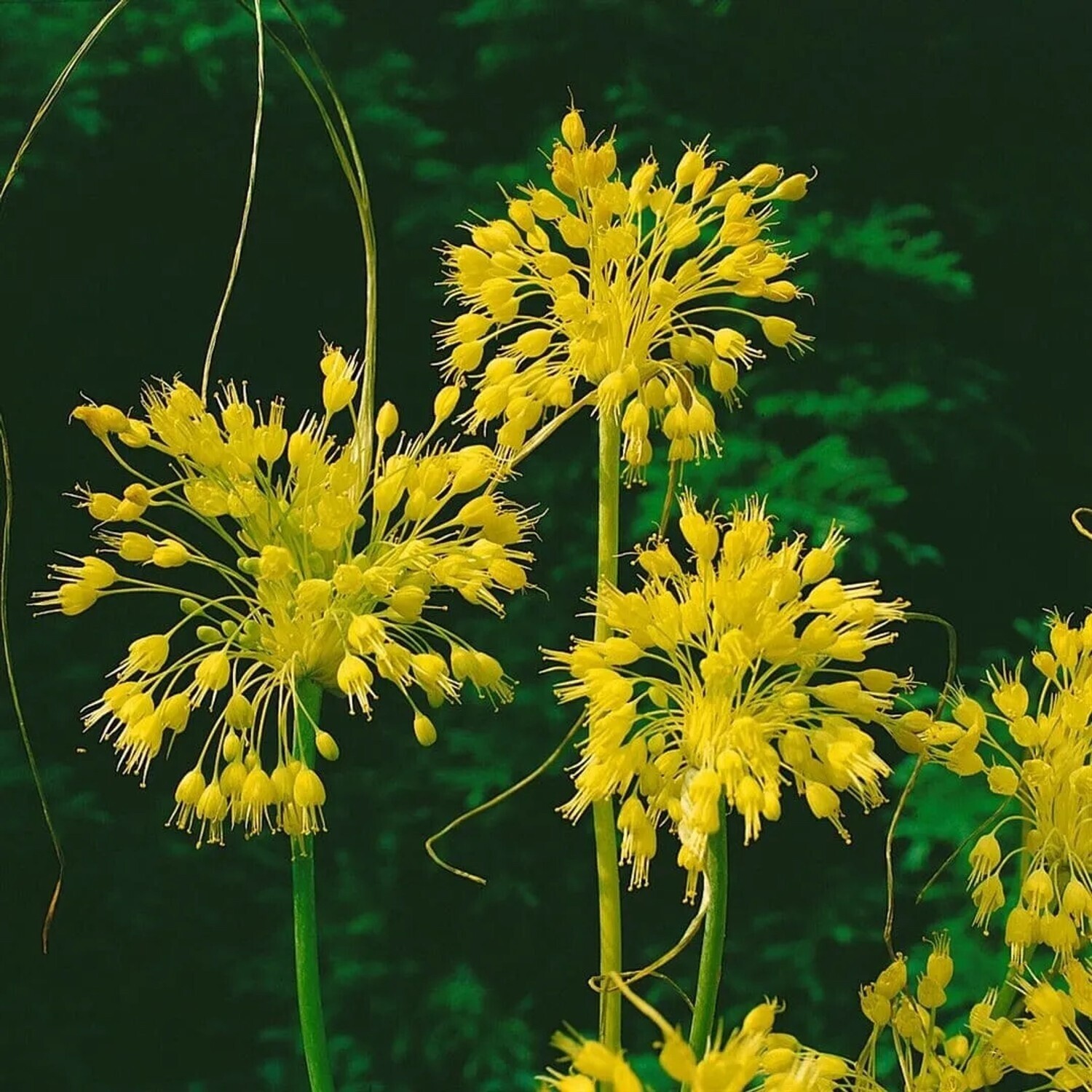 Pflanzen-für-dich Allium Flavum Gelber Lauch Ca. 9x9 cm Topf ab 8,99 ...