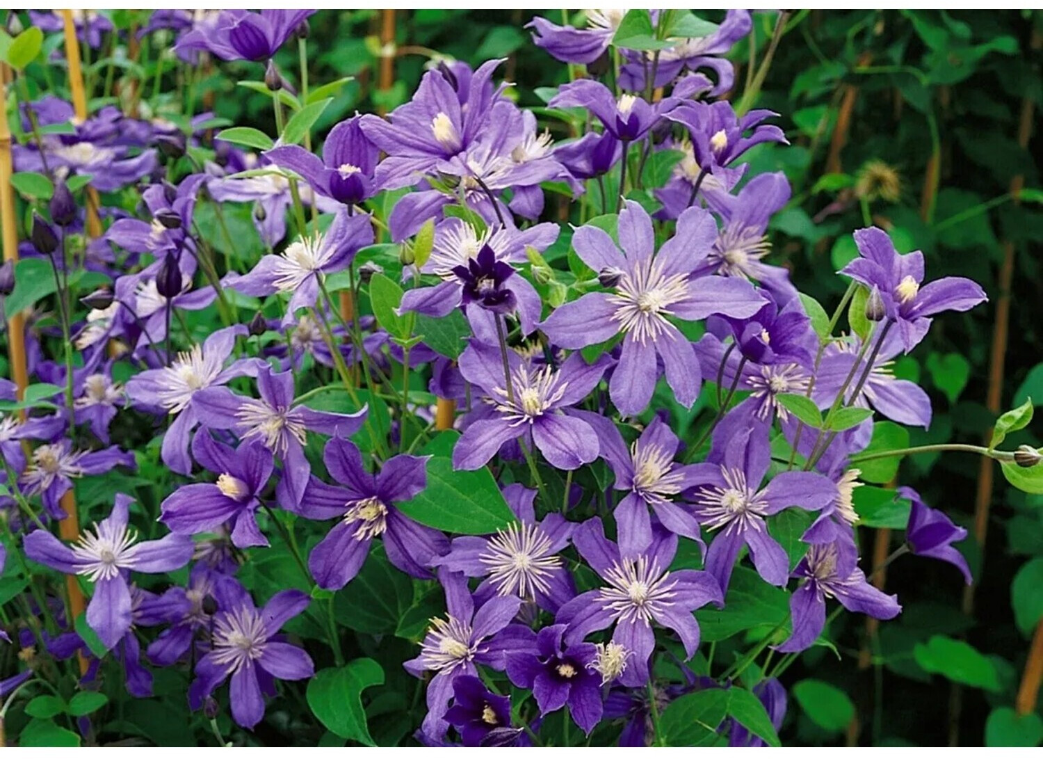Pflanzen-für-dich Integrifolia Arabella Stauden-Waldrebe Blauviolett 80 ...