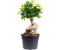 flowerbox Ficus Ginseng Zimmerpflanze, Höhe ca. 40cm, Topf-Ø 17cm ...