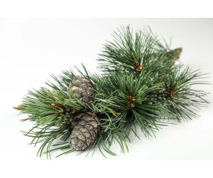 Erst-Holz Schnappslatte mit 6 Gläsern, Zirbenholz (40.10-023) ab 47,50 ...