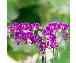 kolibri Morelia Phalaenopsis Orchidee lila, Topfgröße 9cm ab 24,99 ...