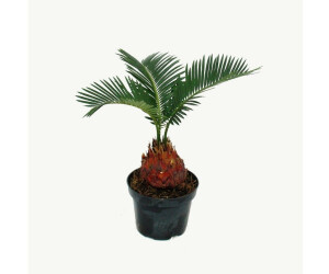 Exotenherz Cycas revoluta Japanischer Palmfarn mit Knolle, 9cm Topf ...