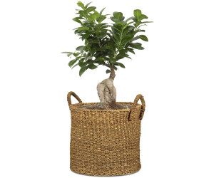 Scheurich Seegras 23 Korb-Pflanzgefäß mit Seegras-Griffen, 24cm, 7,5l ...