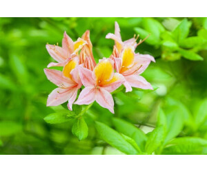 Pflanzen-für-dich Sommergrüne Azalee Rhododendron lut.'Josephine ...