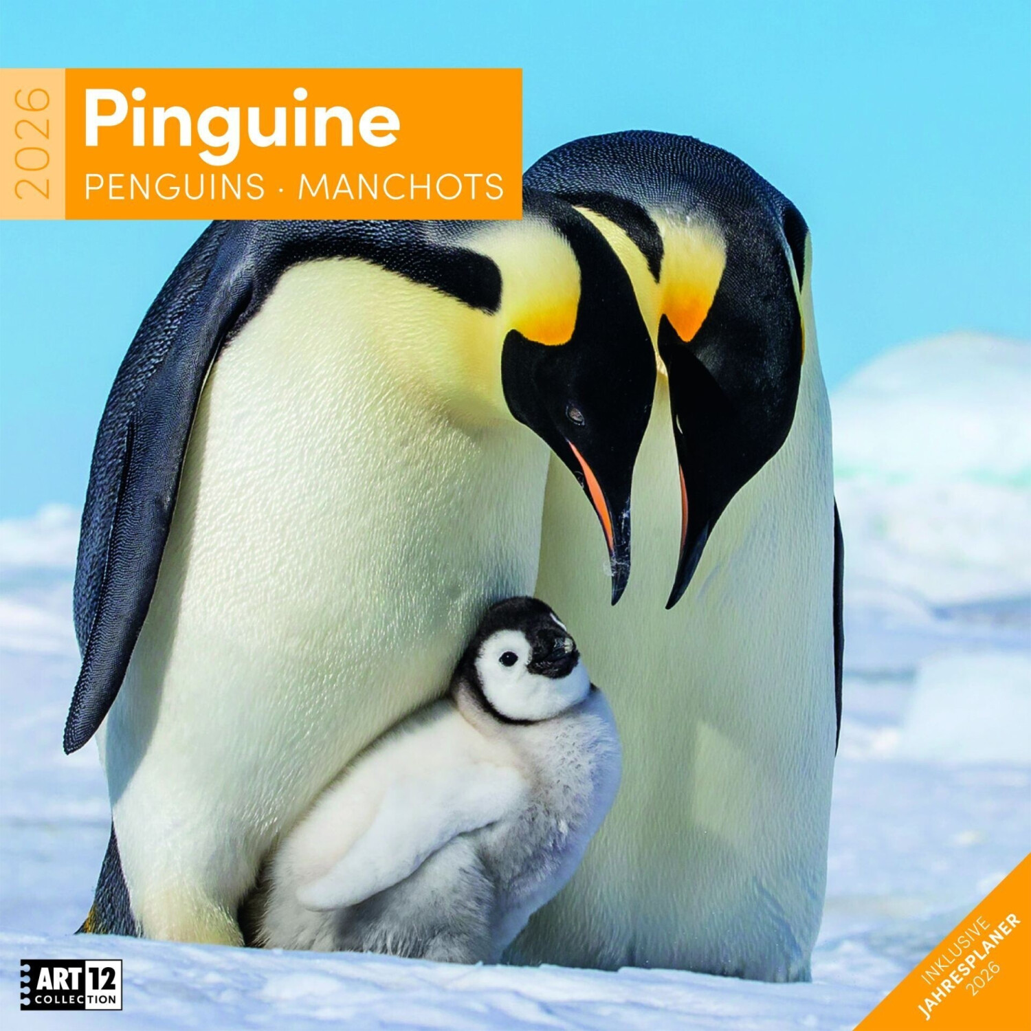 Ackermann Kunstverlag Pinguine Broschürenkalender 2026 - 30x30 - Art12 ...