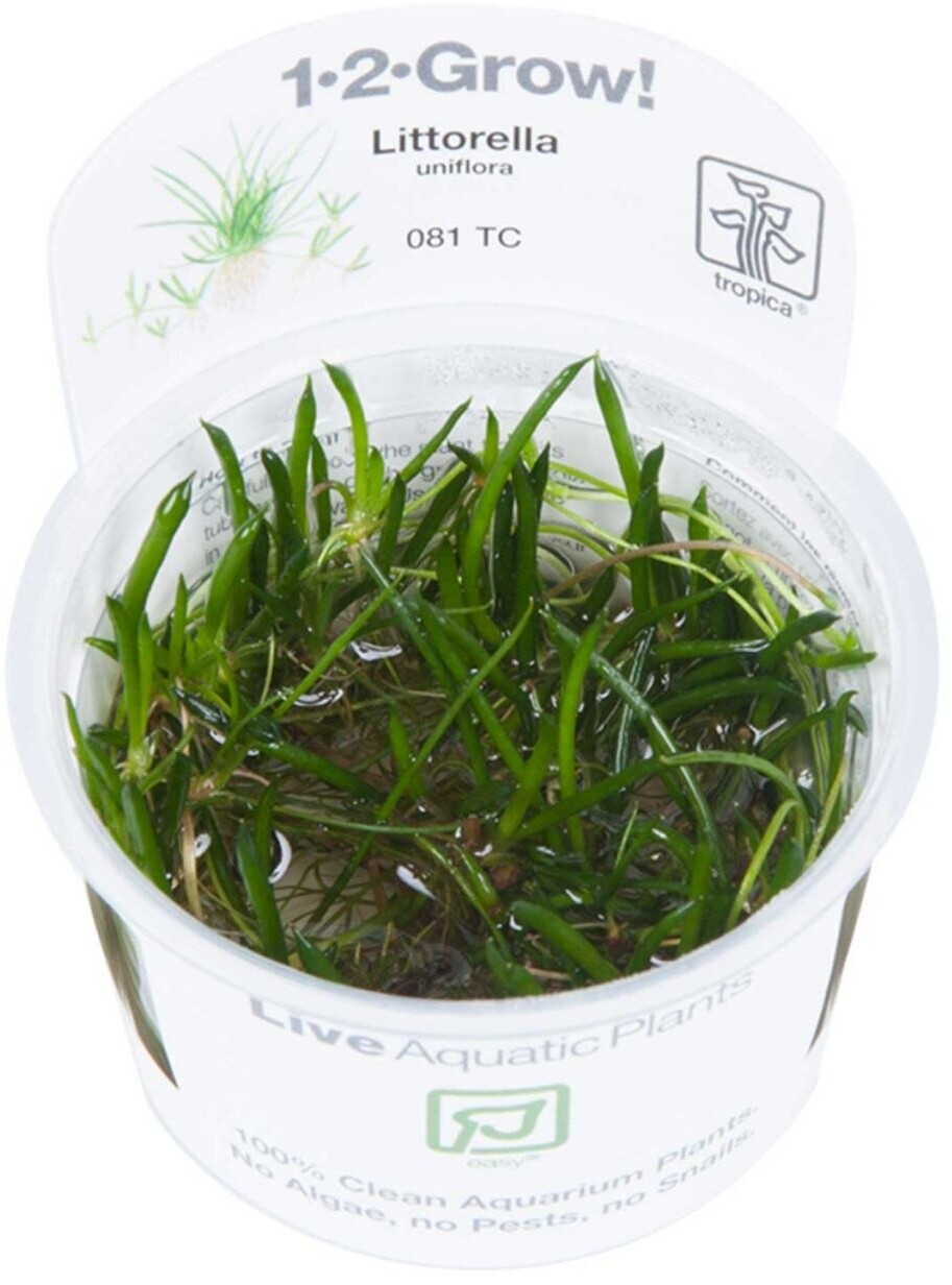 Tropica Littorella uniflora 1-2-Grow! InVitro ab 5,68 ...
