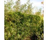 Fargesia Rufa 100 cm | Preisvergleich bei idealo.de