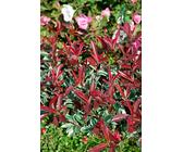 Photinia Fraseri Pink Marble | Preisvergleich bei idealo.de